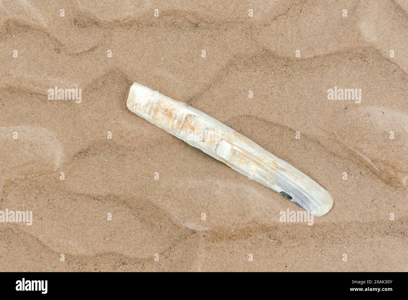 Razor fish hi-res stock photography and images - Alamy