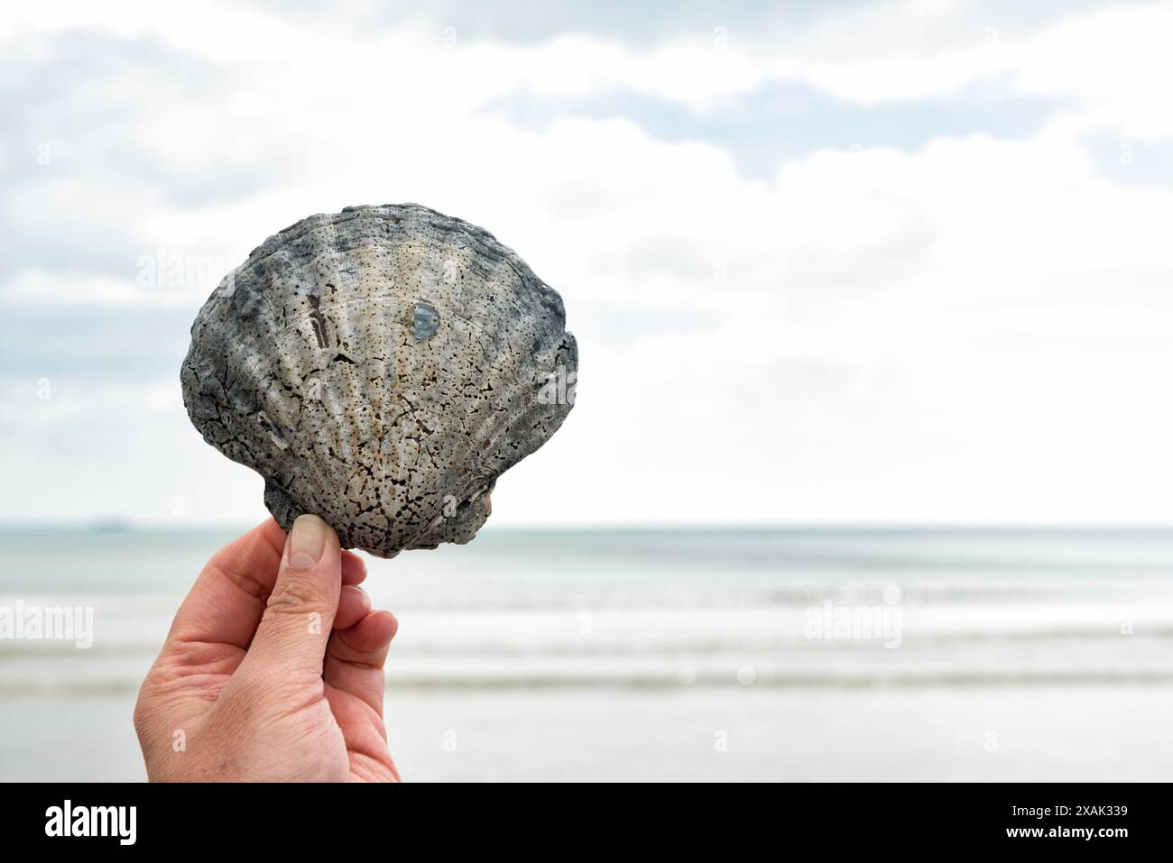 Large calcified scallop shell with holes caused by sponge against the ...