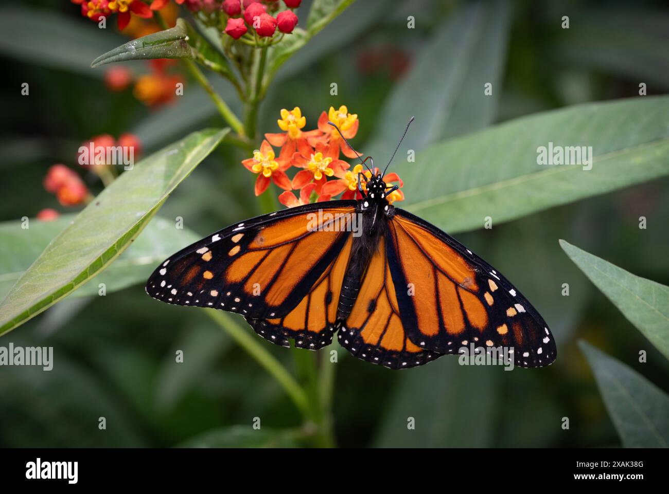 Kennesaw, Georgia, USA. 1st June, 2024. A Monarch butterfly rests a plant at Smith-Gilbert ...