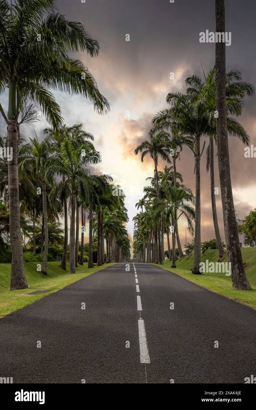 The famous palm avenue L'Allee Dumanoir. Landscape shot from the middle ...