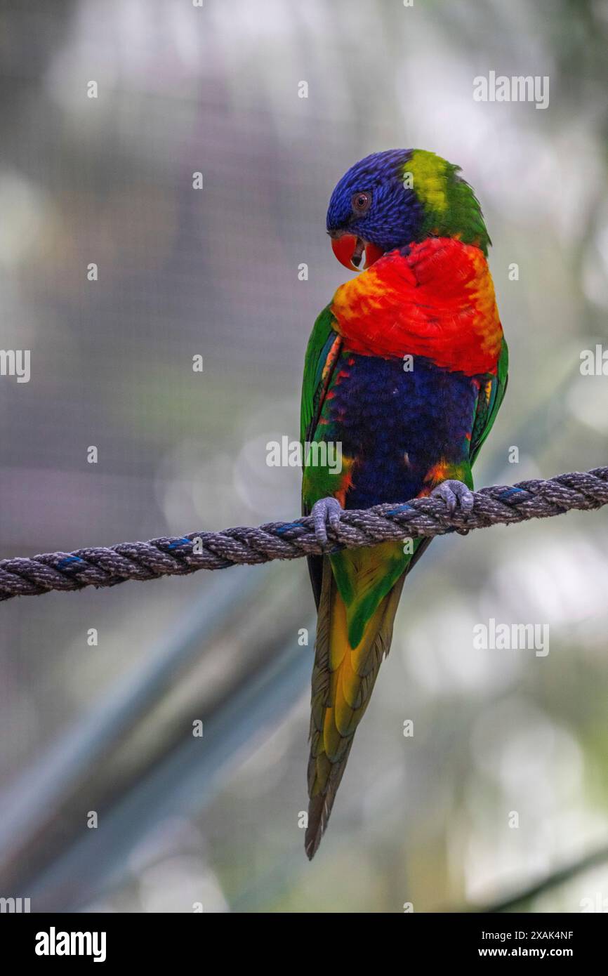 Exotic caribbean animals hi-res stock photography and images - Alamy