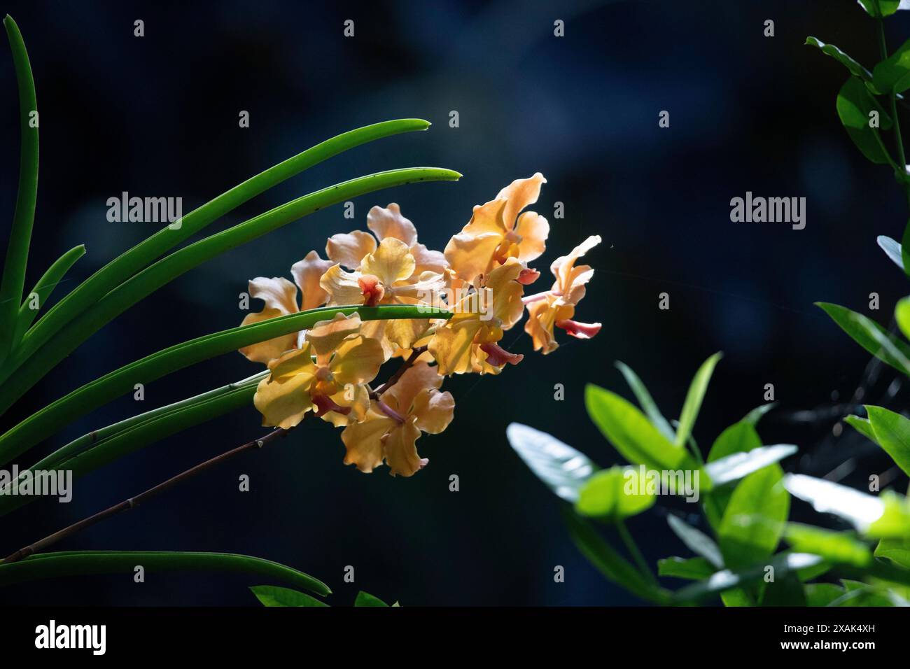 Jardin Botanique de Deshaies, botanical garden with flora and fauna in ...