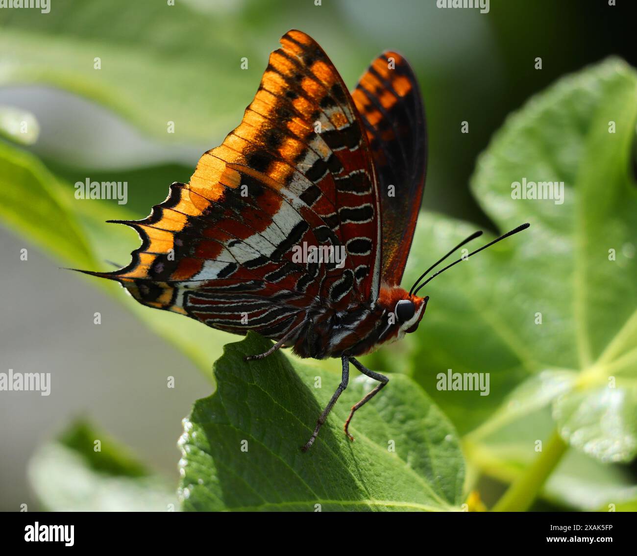 Female Two-tailed Pasha butterfly - Charaxes jasius perches on a fresh ...