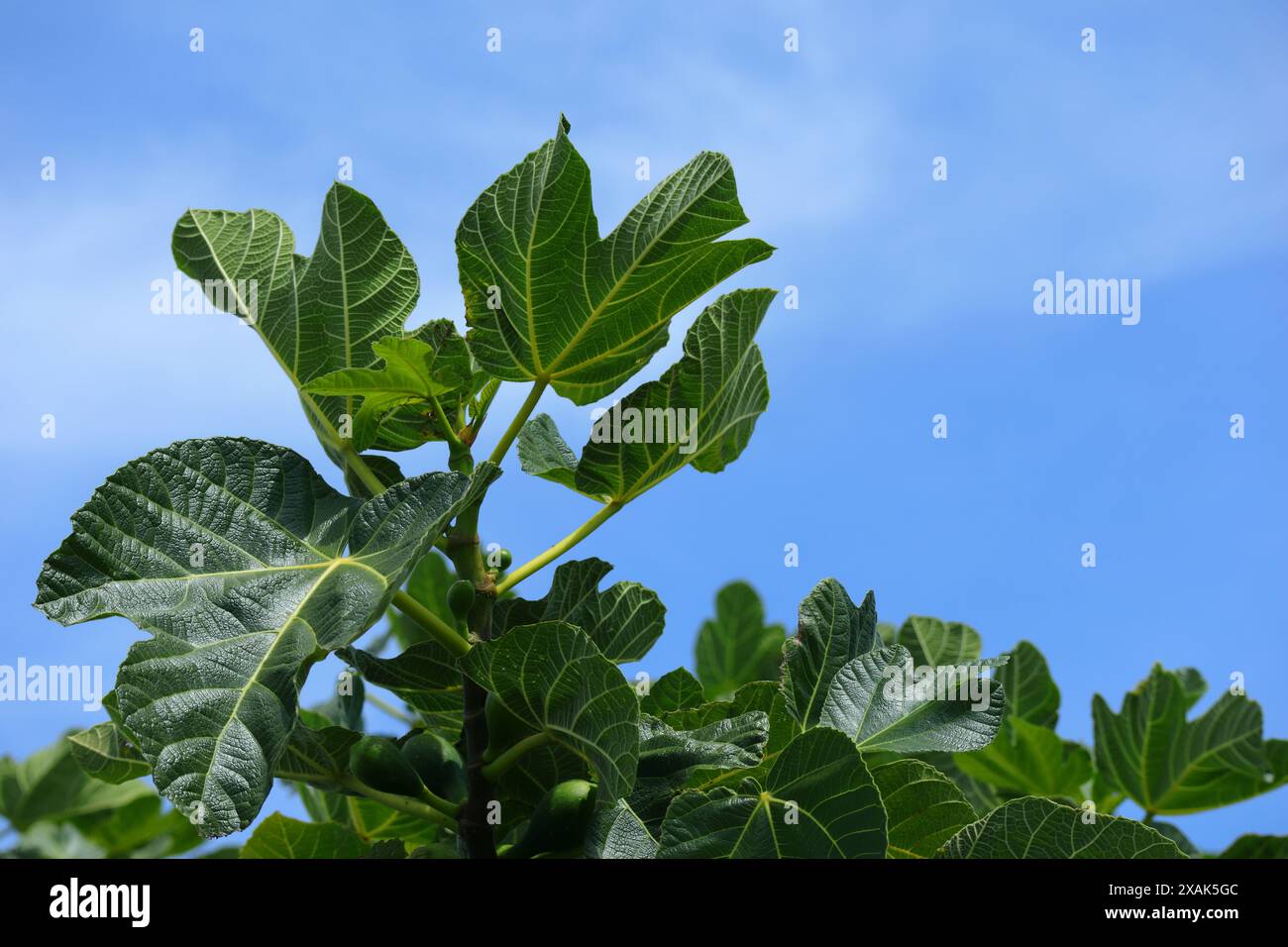 Concept - Environment, pure air. Spring - summer. Fresh young Fig tree ...