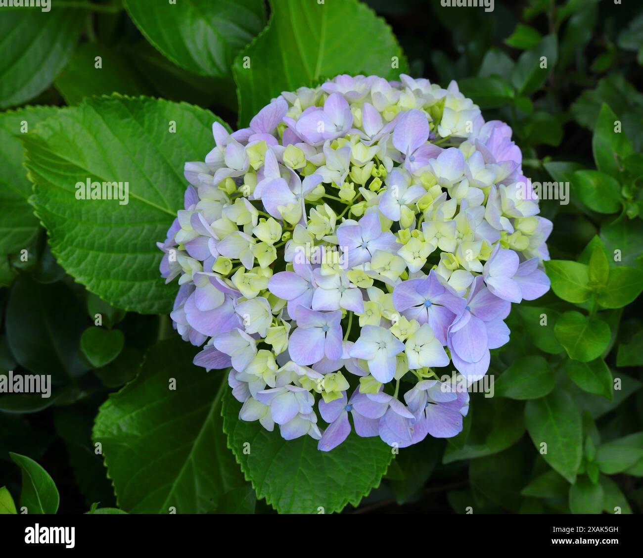 Mauve Hydrangea or Hortensia - Hydrangea macrophylla bush in bloom, Sintra, Lisbon Portugal ...