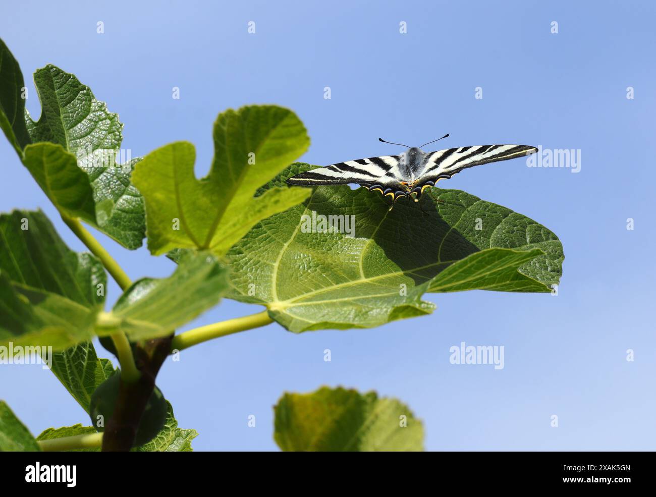 Concept - Environment, pure air. Spring - summer. Fresh young Fig tree ...