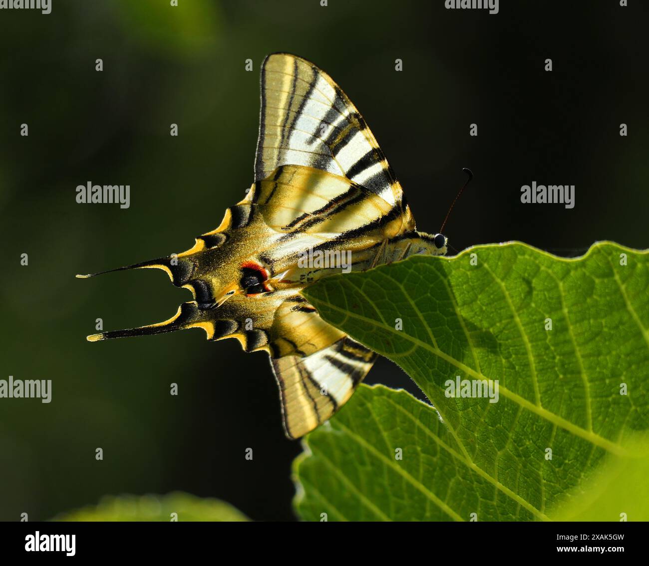 Southern scarce swallowtail butterfly hi-res stock photography and ...