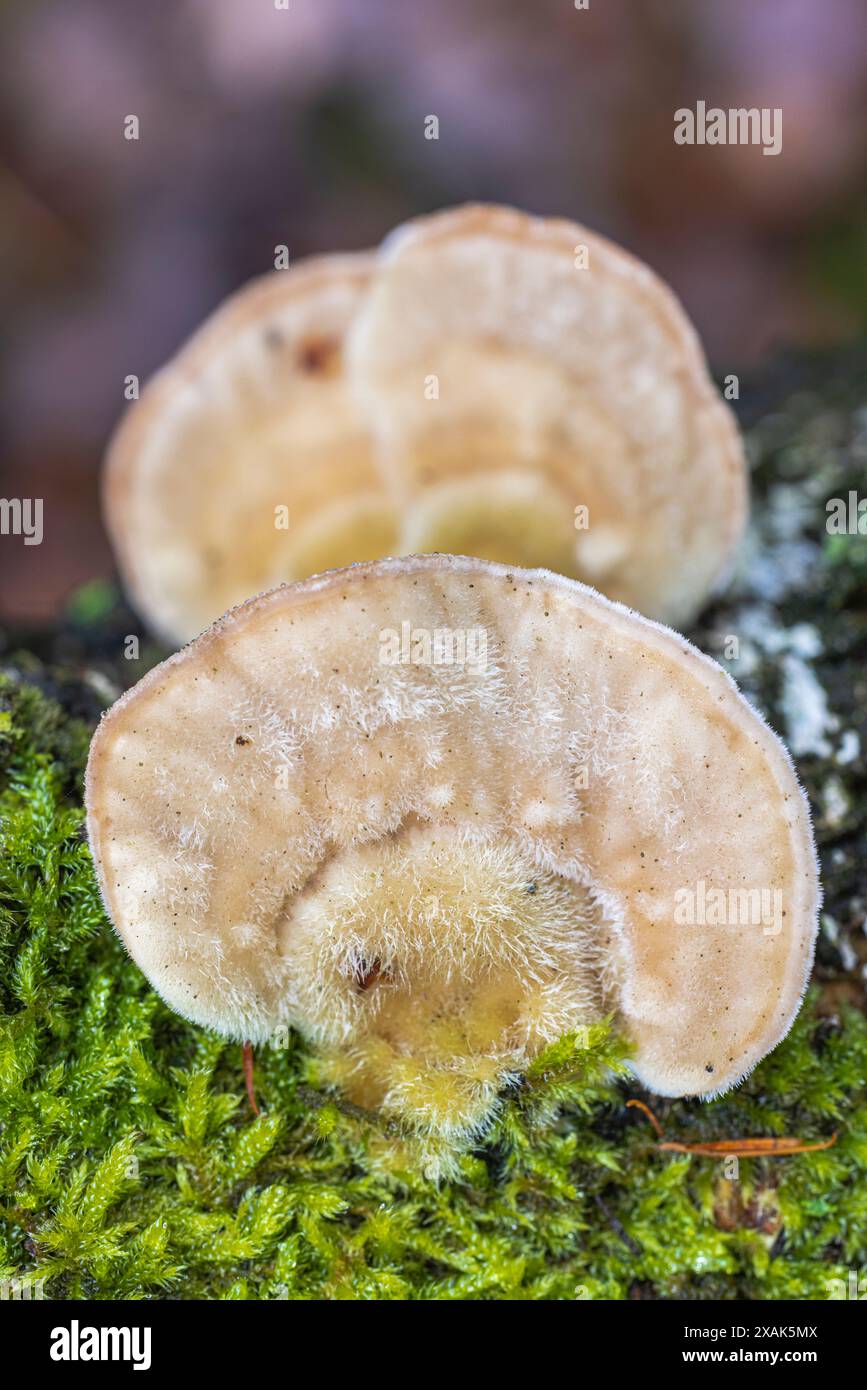 Common pore crust, common split leaflet (Schizophyllum commune) on twig ...