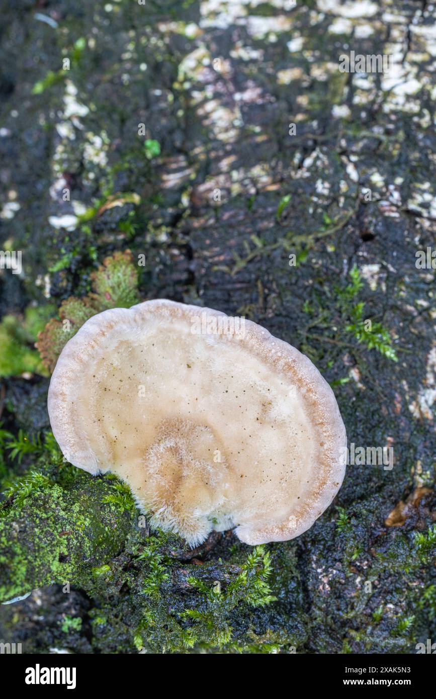 Common pore crust, common split leaflet (Schizophyllum commune) on twig ...
