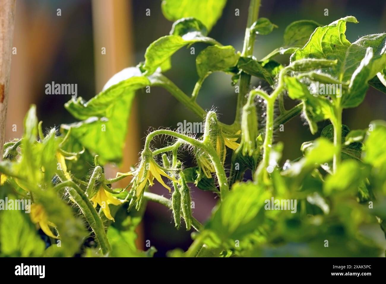 Tomato flowers photographed close up on a sunny summer morning. Growing cherry tomatoes in the ...