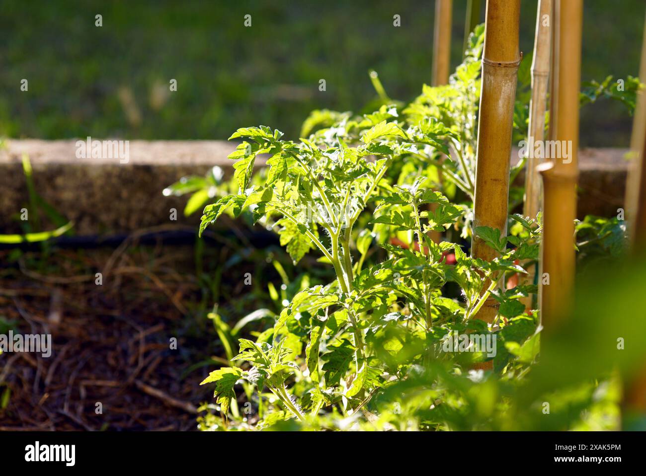 Young low bushes of tomatoes growing in a row in a garden bed next to ...