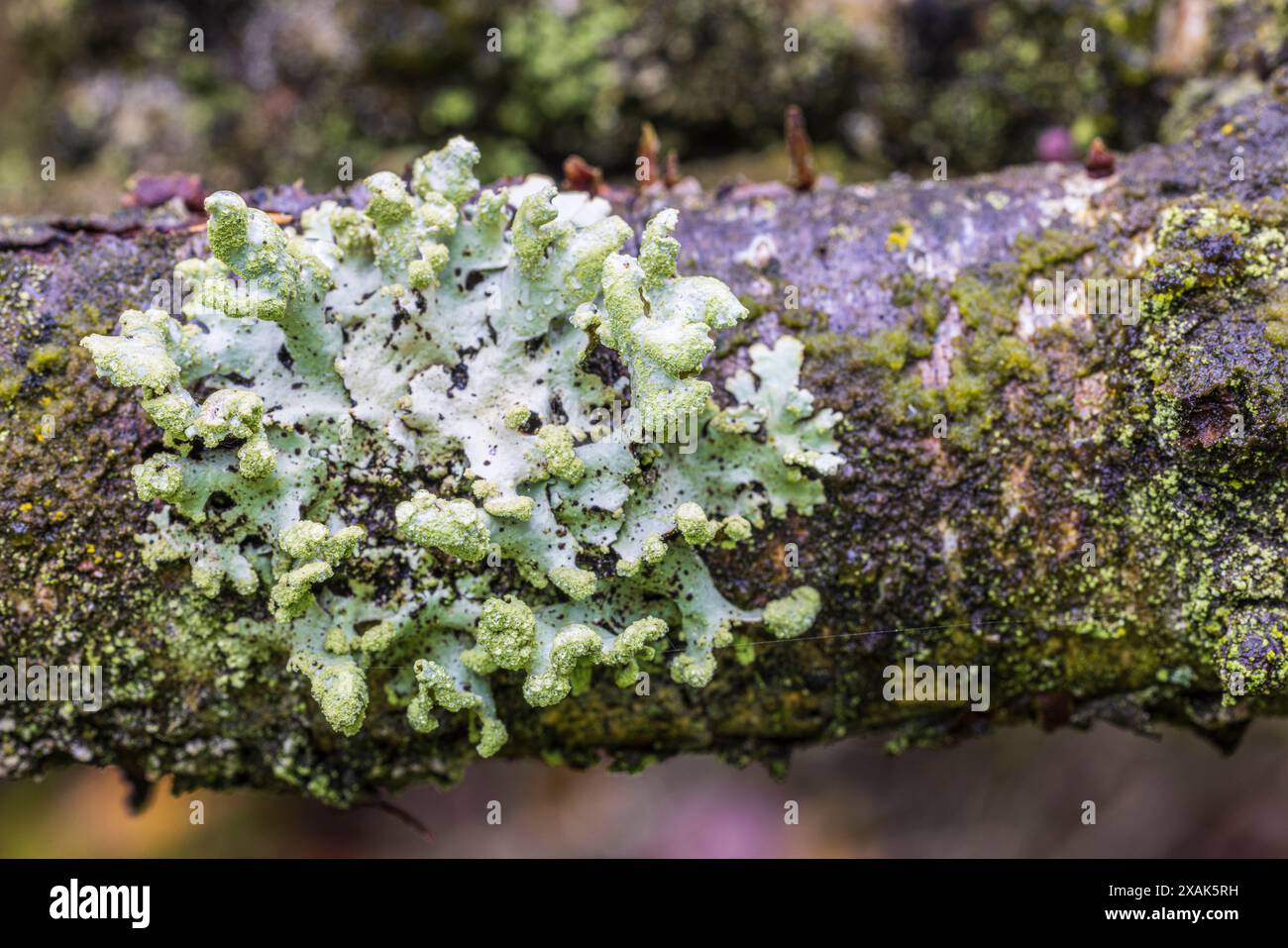 Bowl lichen (Parmelia sulcata Stock Photo - Alamy