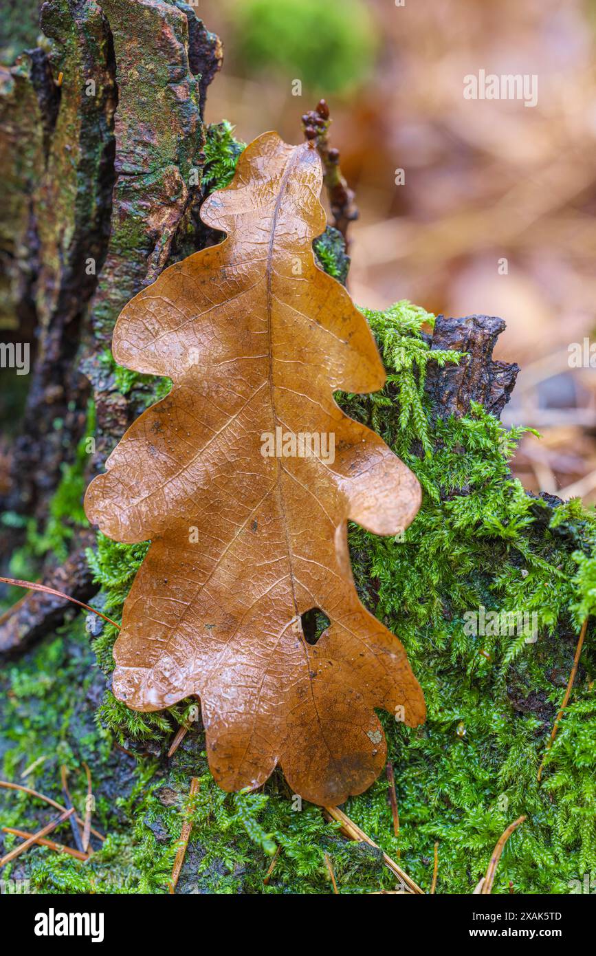 Oak leaf on tree trunk, forest still life Stock Photo - Alamy