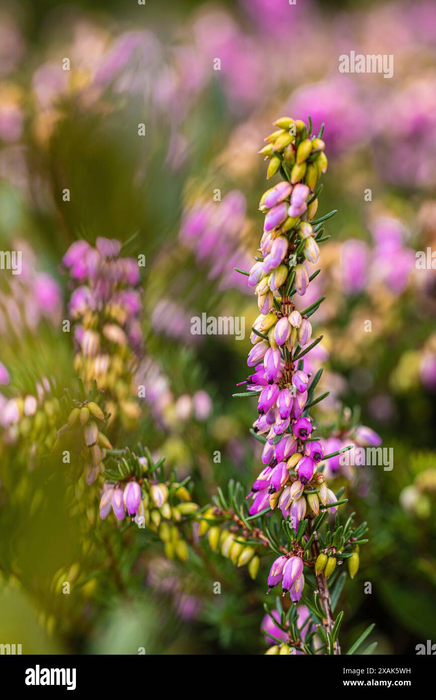 Flowering winter heather, snow heather (Erica carnea Stock Photo - Alamy