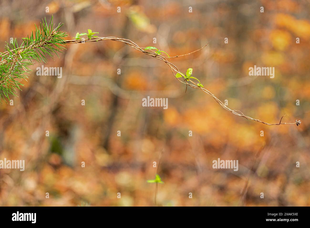 Simple forest still life Stock Photo - Alamy