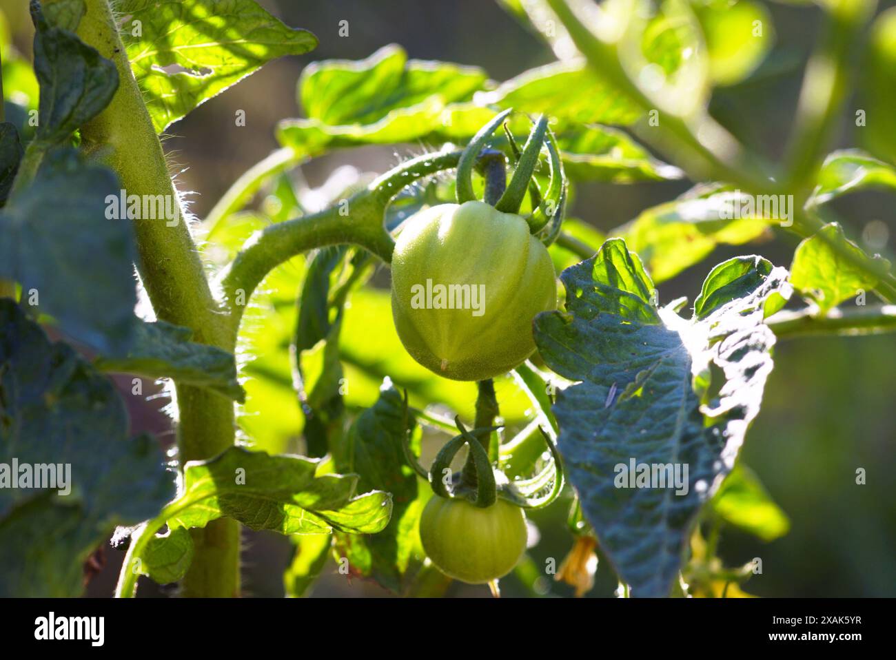 Green tomatoes on a bush growing in open ground. Tomato ovaries ...