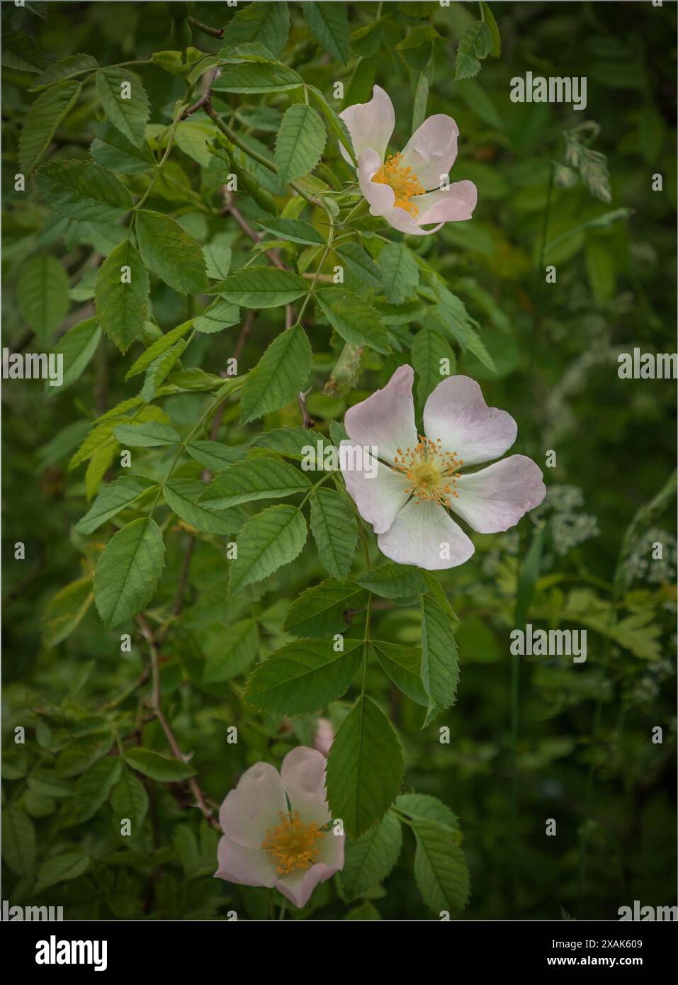 Pink wild dog rose plant in bloom in the hedge row Stock Photo - Alamy