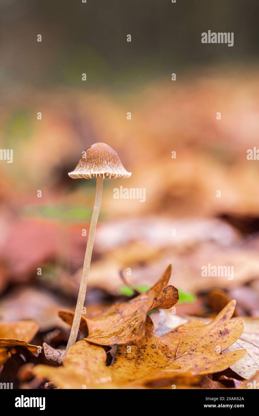 Inconspicuous background hi-res stock photography and images - Alamy