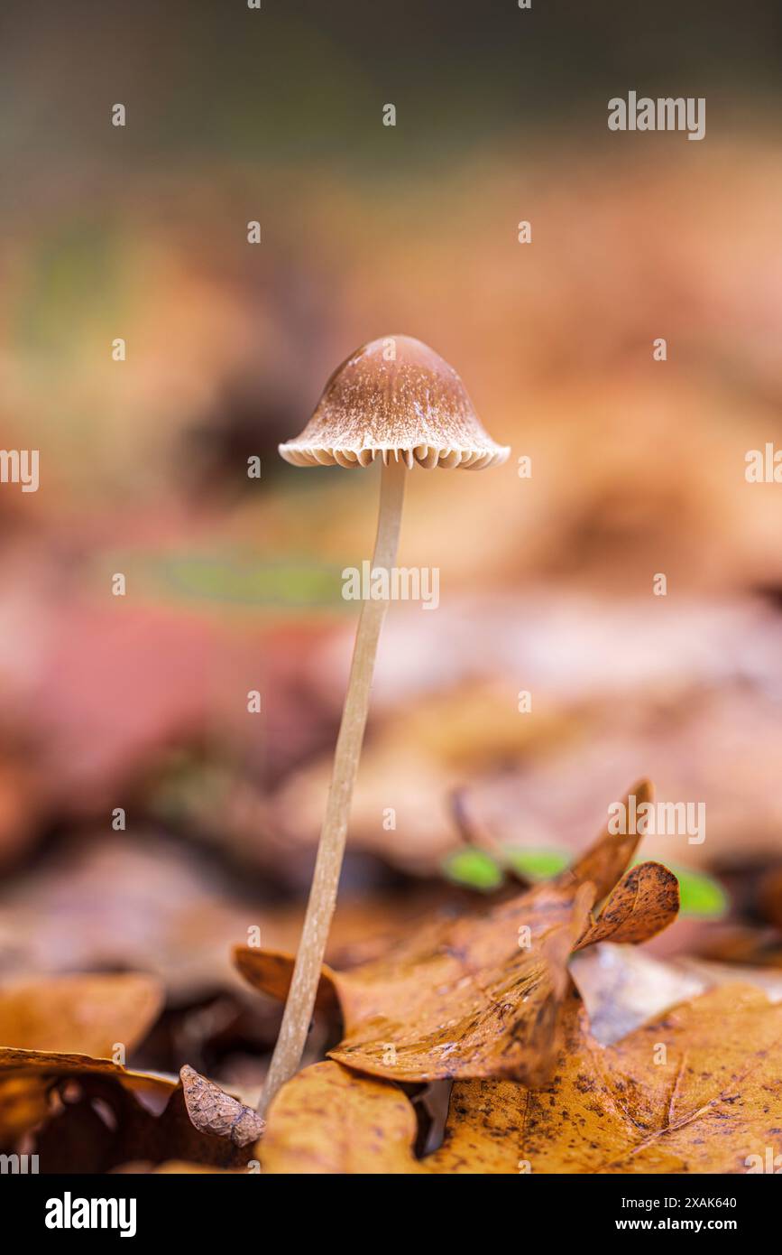 Inconspicuous background hi-res stock photography and images - Alamy