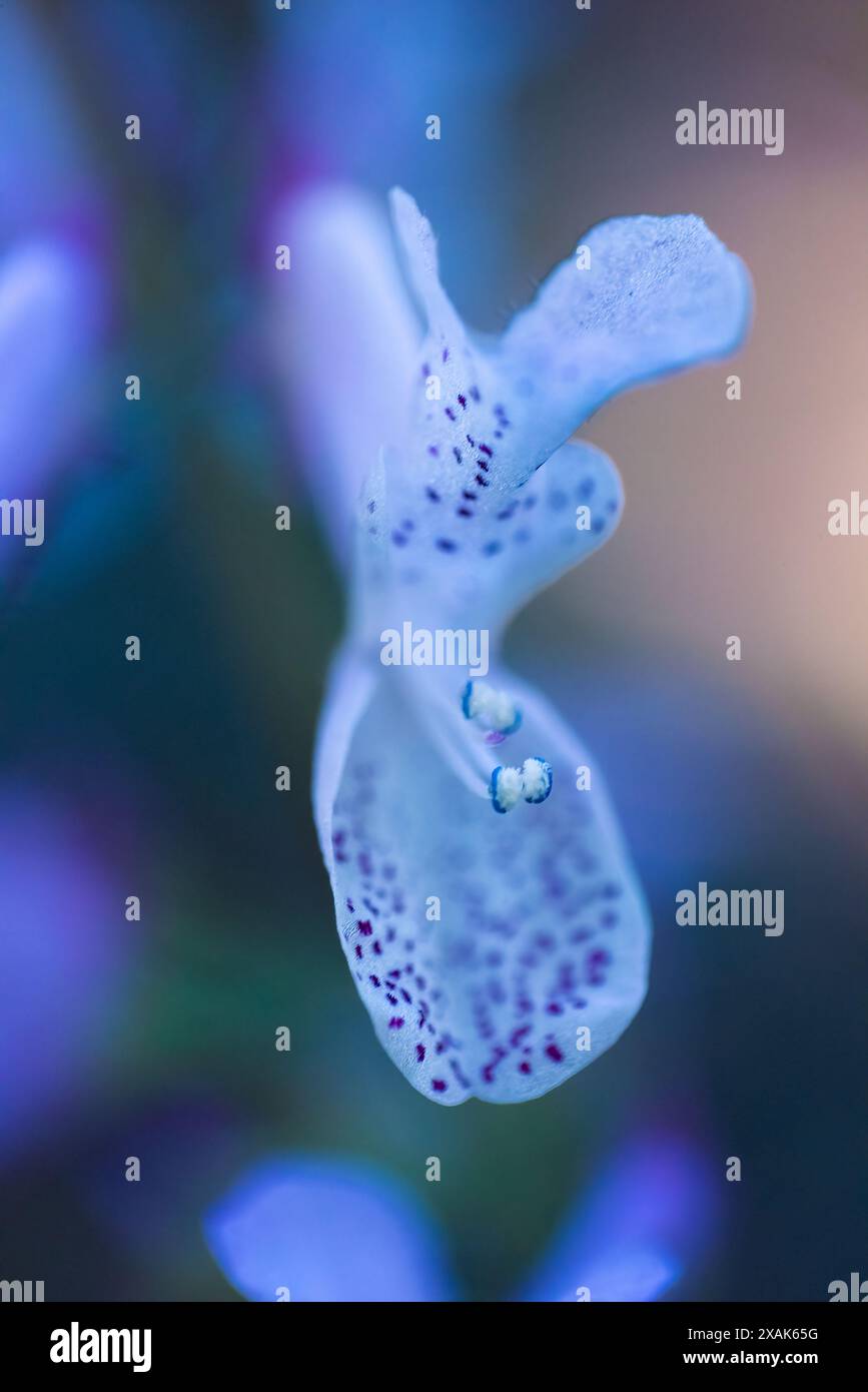 Speckled spur flower hi-res stock photography and images - Alamy