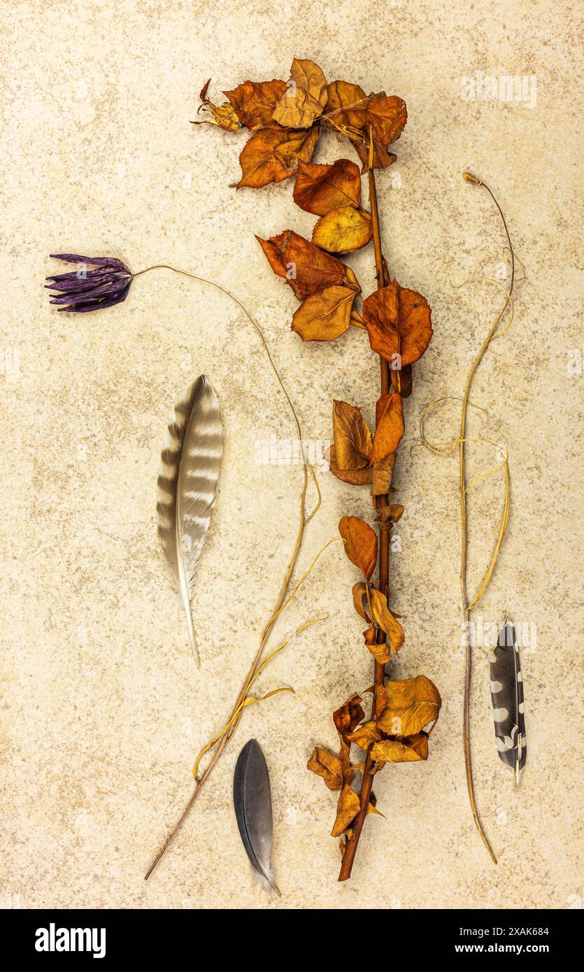 A variety of objects from nature, dried rose branch, bird feather ...