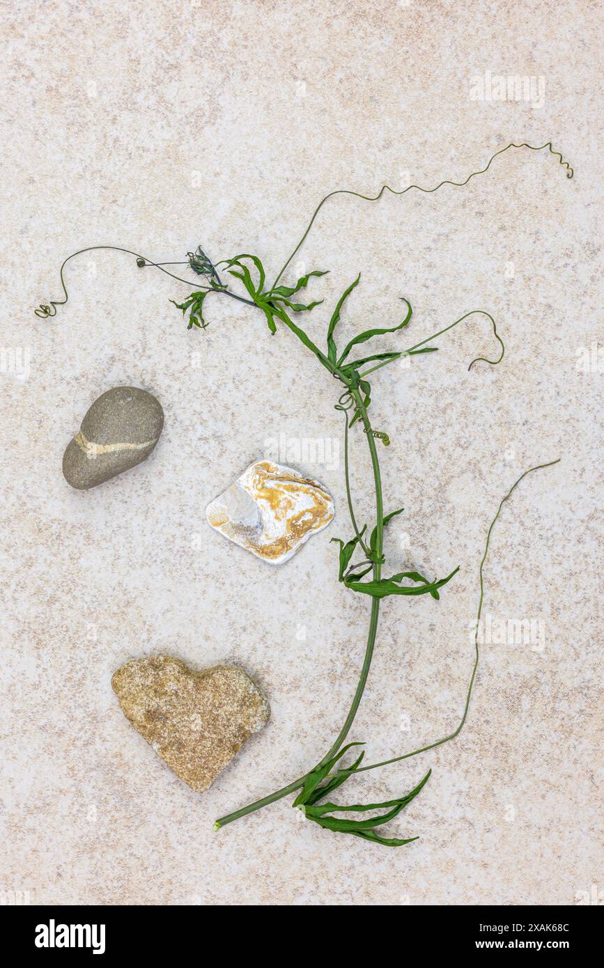 Classy still life hi-res stock photography and images - Alamy