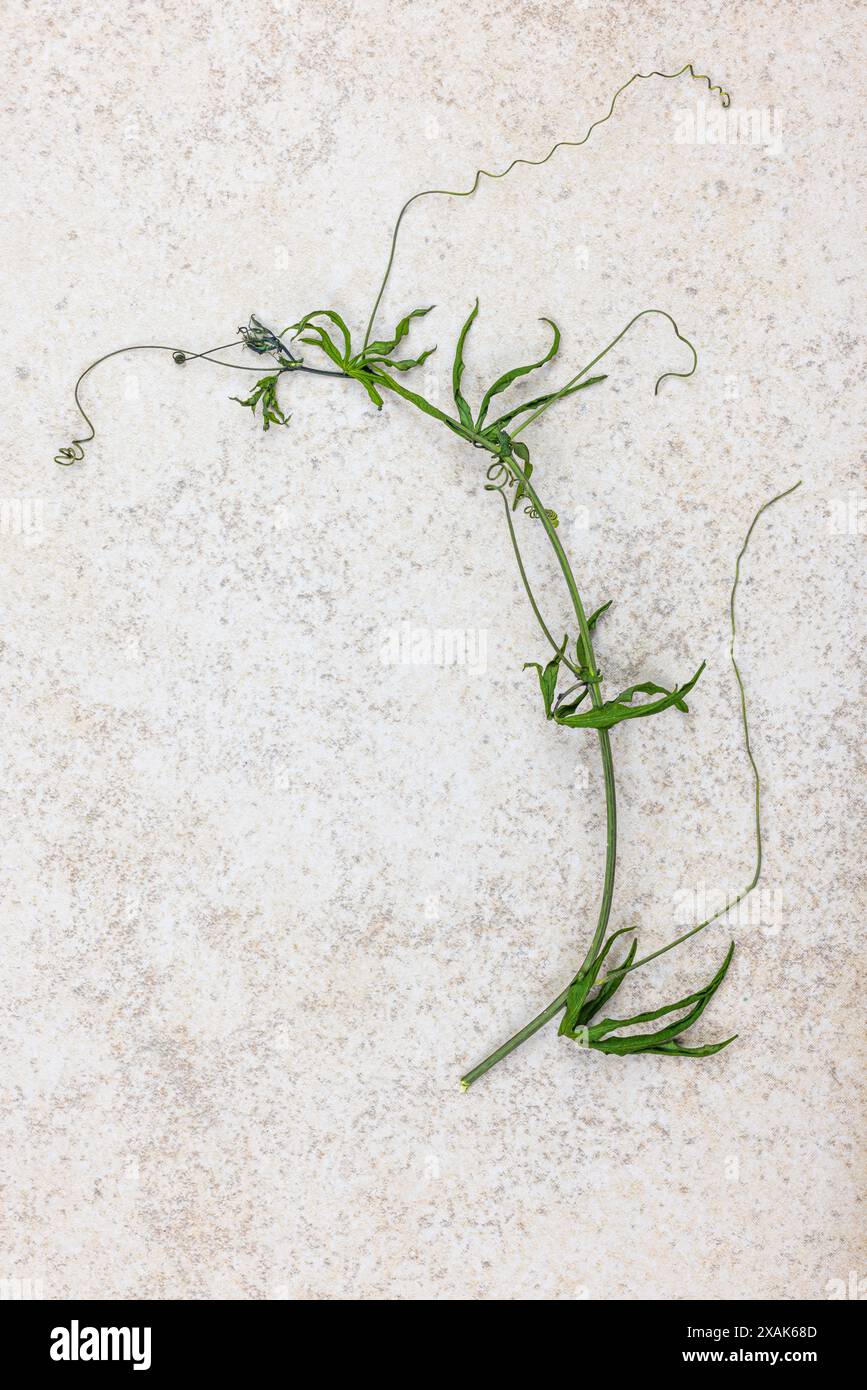 Leaf and tendril of a passion flower, still life Stock Photo - Alamy
