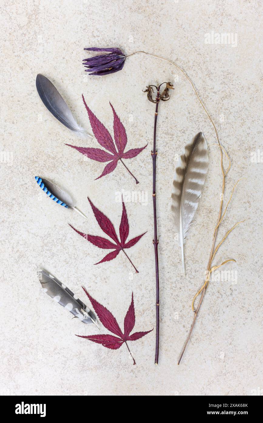 Japanese fan maple leaves, feather, dried checkerboard flower still ...