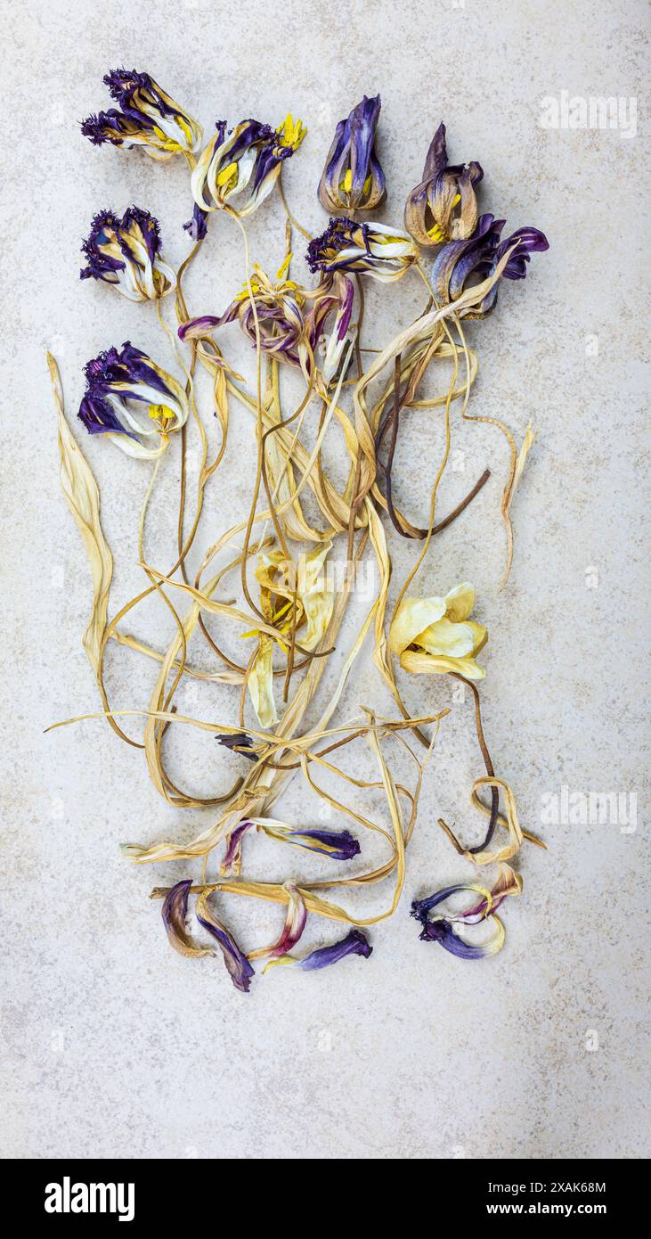 Dried tulip blossoms, wilted tulips, floral still life Stock Photo - Alamy