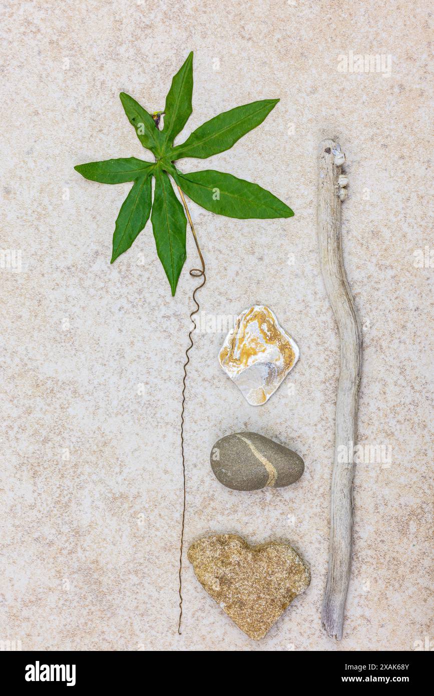 Leaf and tendril of a passion flower, flotsam and jetsam, still life ...
