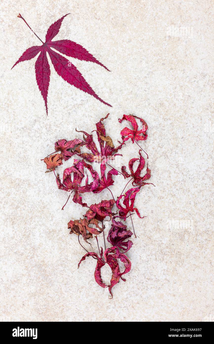 Japanese fan maple hi-res stock photography and images - Alamy