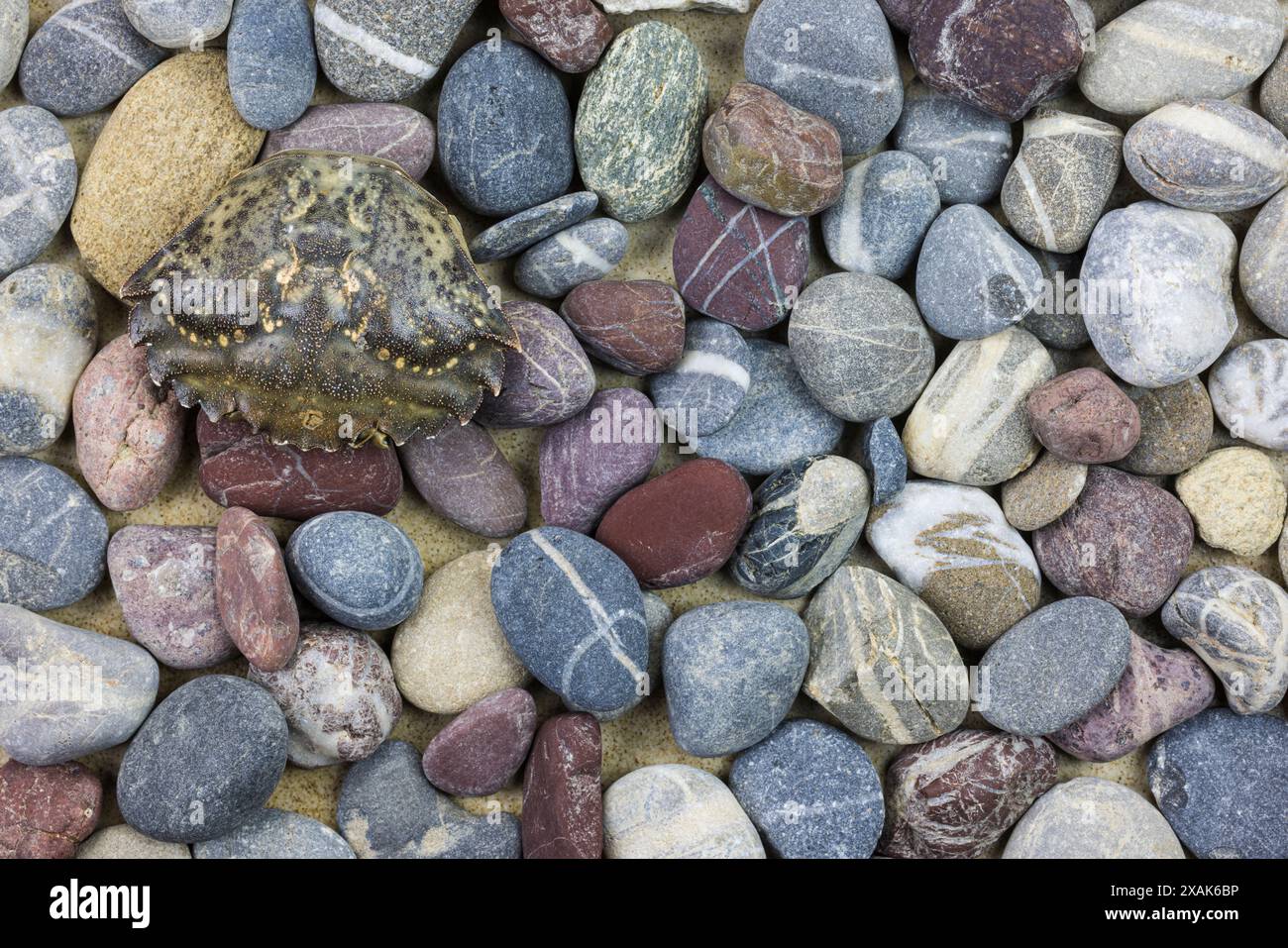 Composition beach objects on hi-res stock photography and images - Alamy