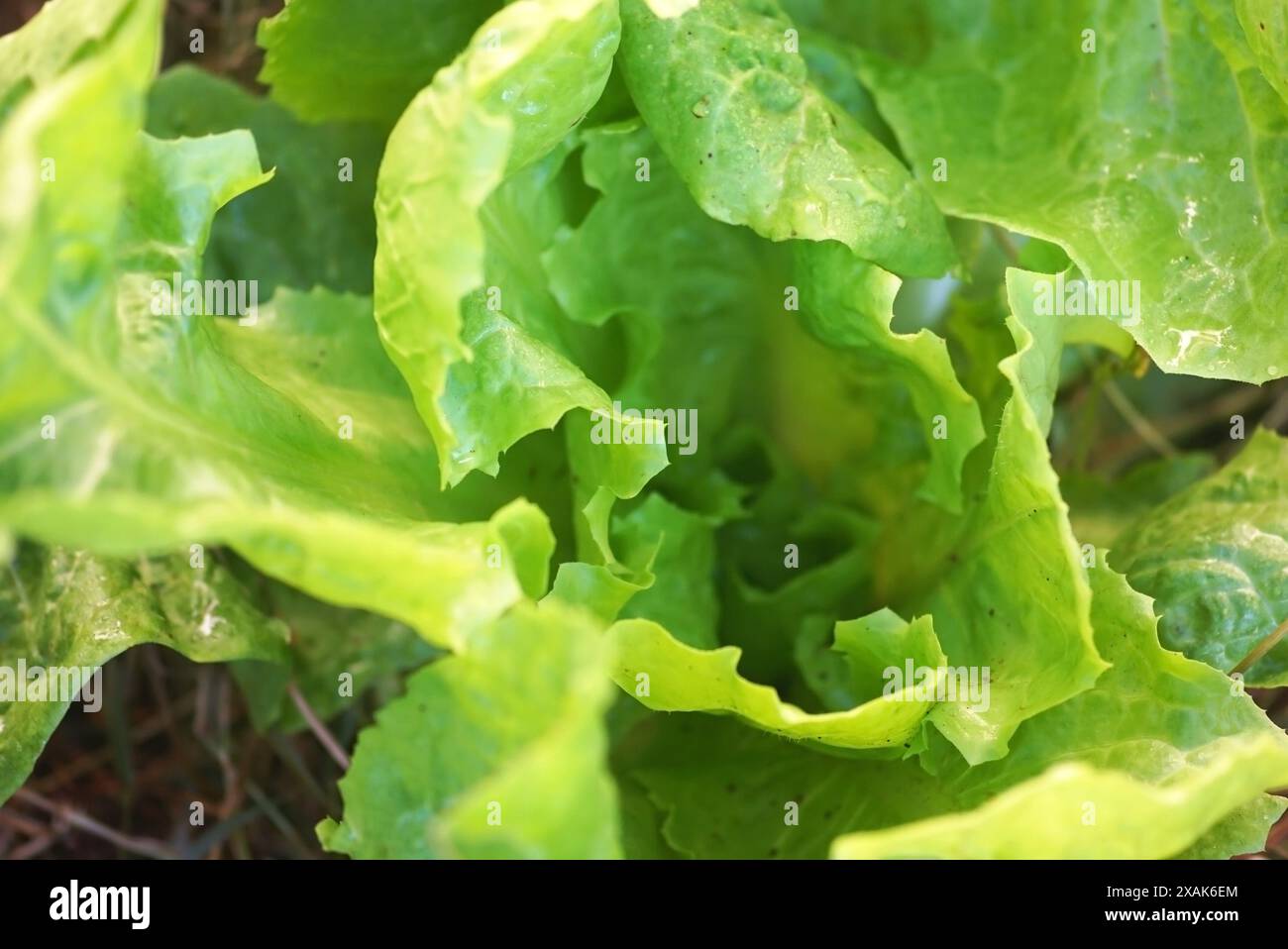 Green endive in a bed: young leaves photographed close up. Growing ...