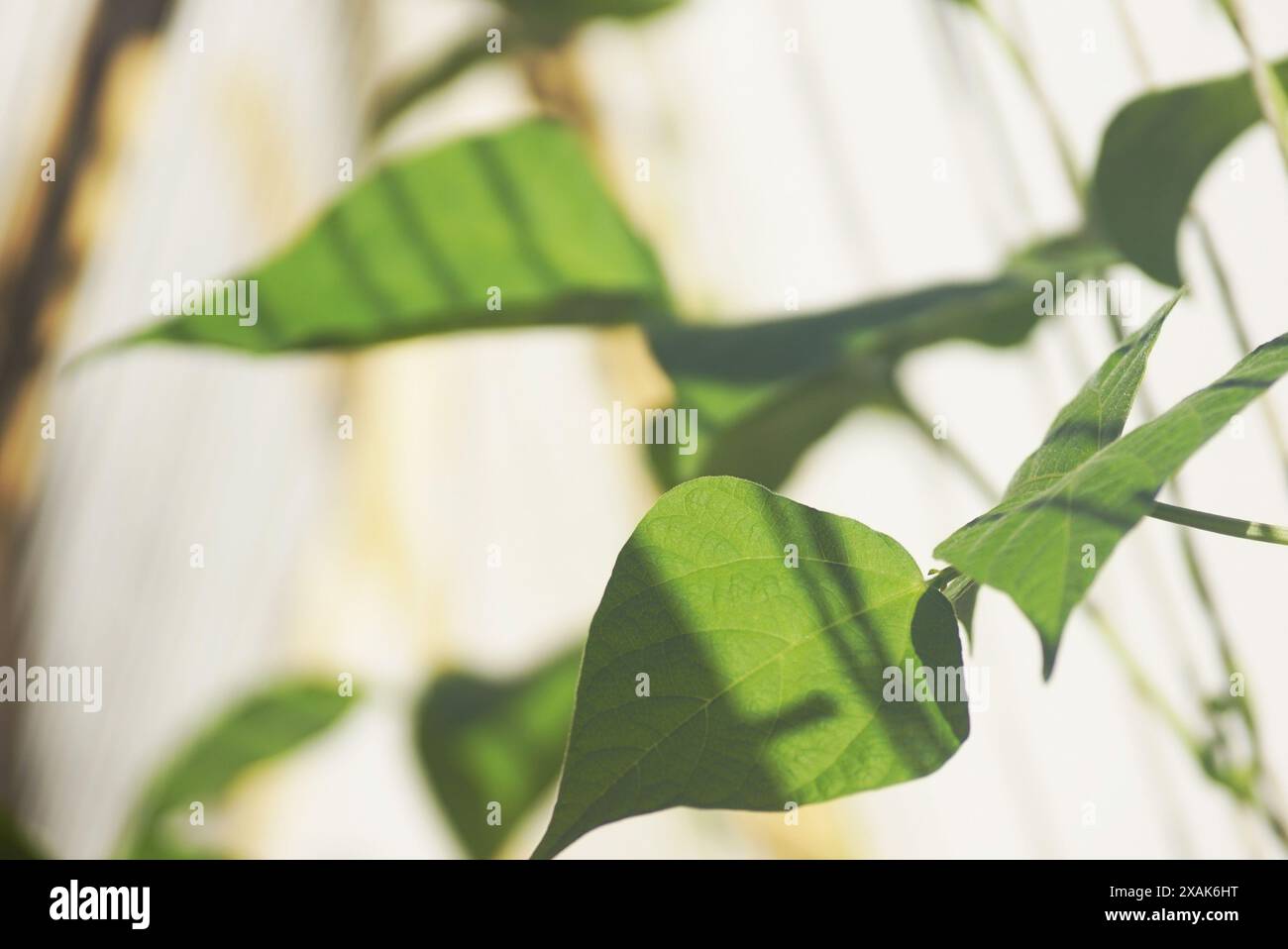 Green bean leaves climbing along a trellis - close-up on a sunny day ...
