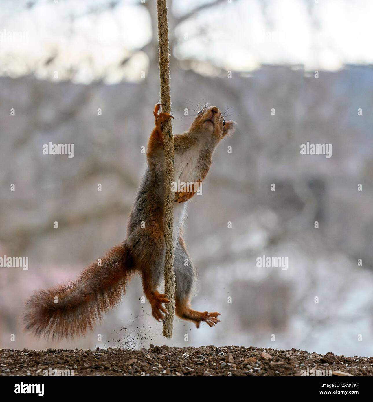 Red rope jump hi-res stock photography and images - Alamy