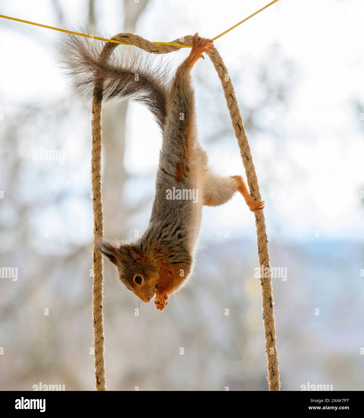 Red rope jump hi-res stock photography and images - Alamy