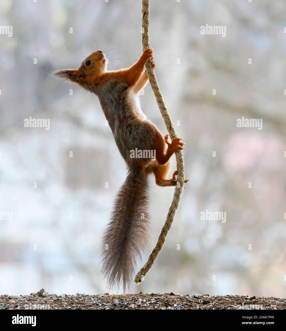 Rope climb hi-res stock photography and images - Alamy