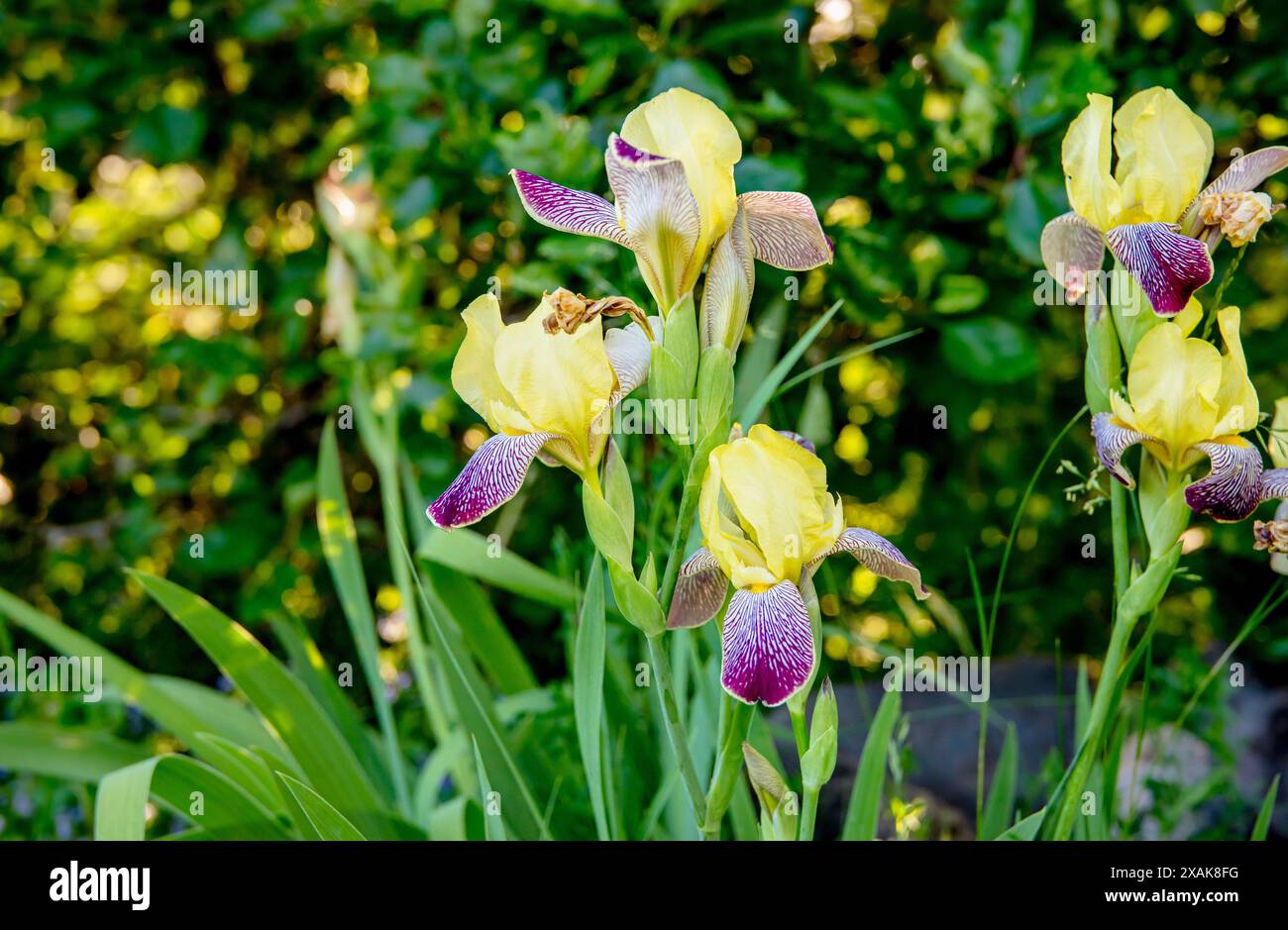 Yellow and purple color Iris (Iris germanica) growing in home garden in ...