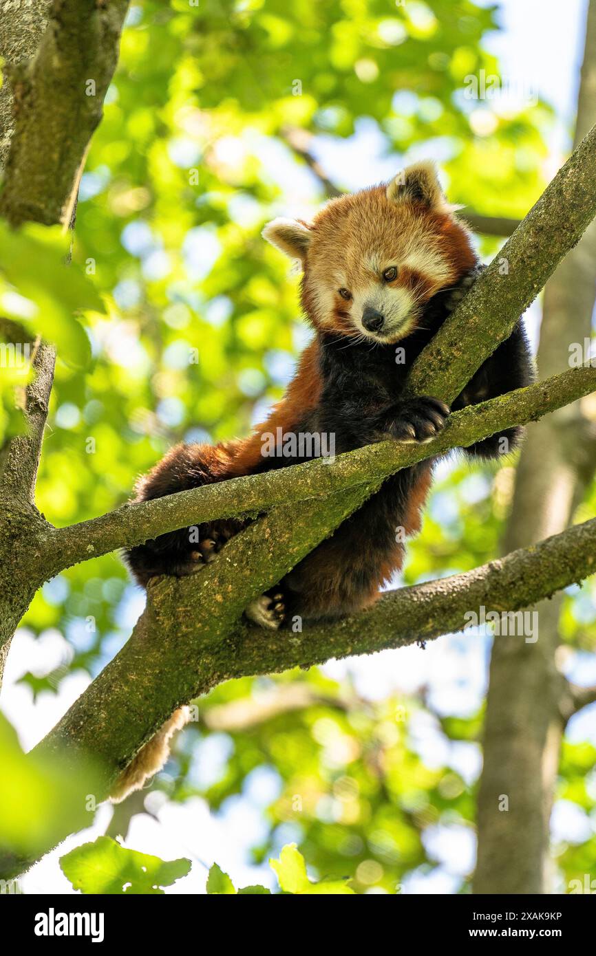 Europe, Germany, Bavaria, Munich, Munich-Thalkirchen, Hellabrunn Zoo ...