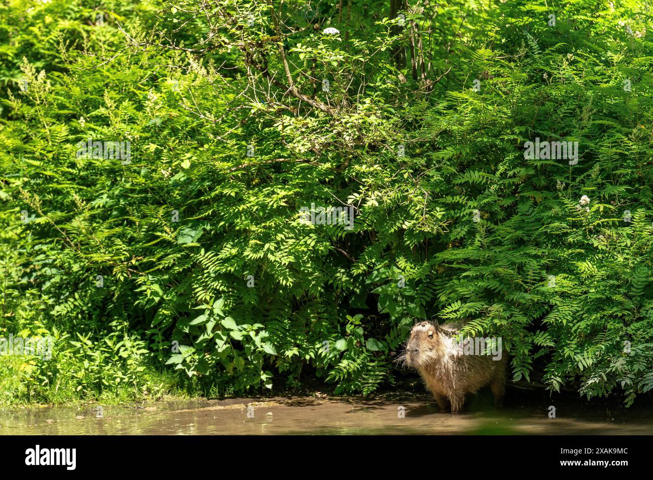 Europe, Germany, Bavaria, Munich, Munich-Thalkirchen, Hellabrunn Zoo ...