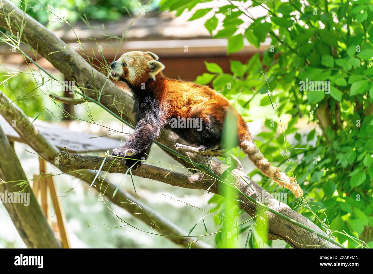 Europe, Germany, Bavaria, Munich, Munich-Thalkirchen, Hellabrunn Zoo ...