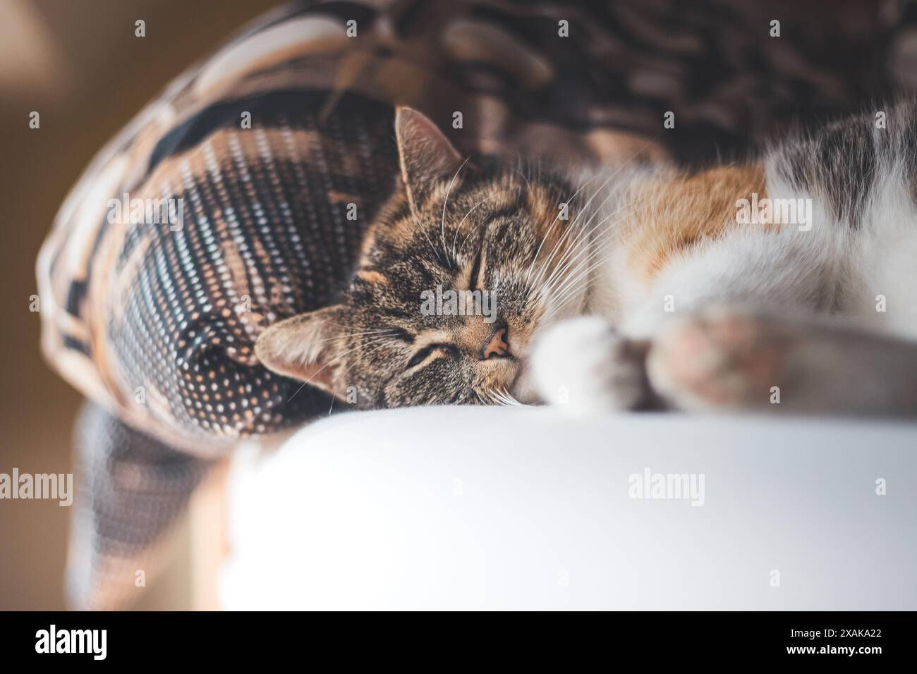 Tired colored house cat lying and sleeping in bed. Cute and sleepy pets ...