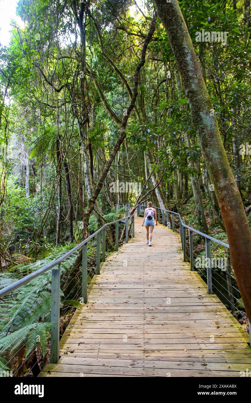 Scenic Walkway, an elevated boardwalk passing through the rainforest of ...
