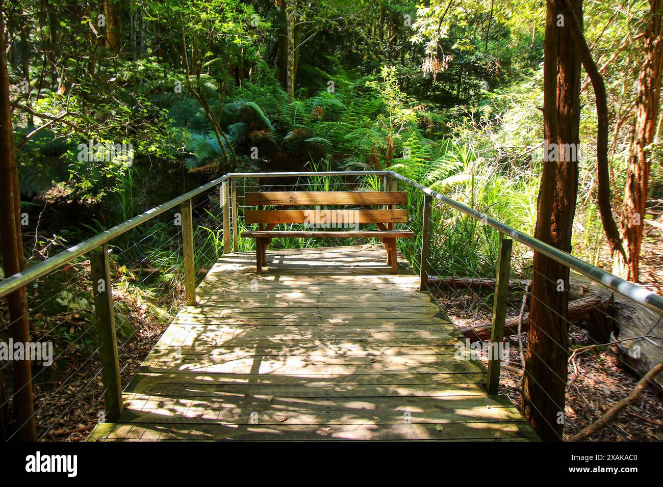Scenic Walkway, an elevated boardwalk passing through the rainforest of ...