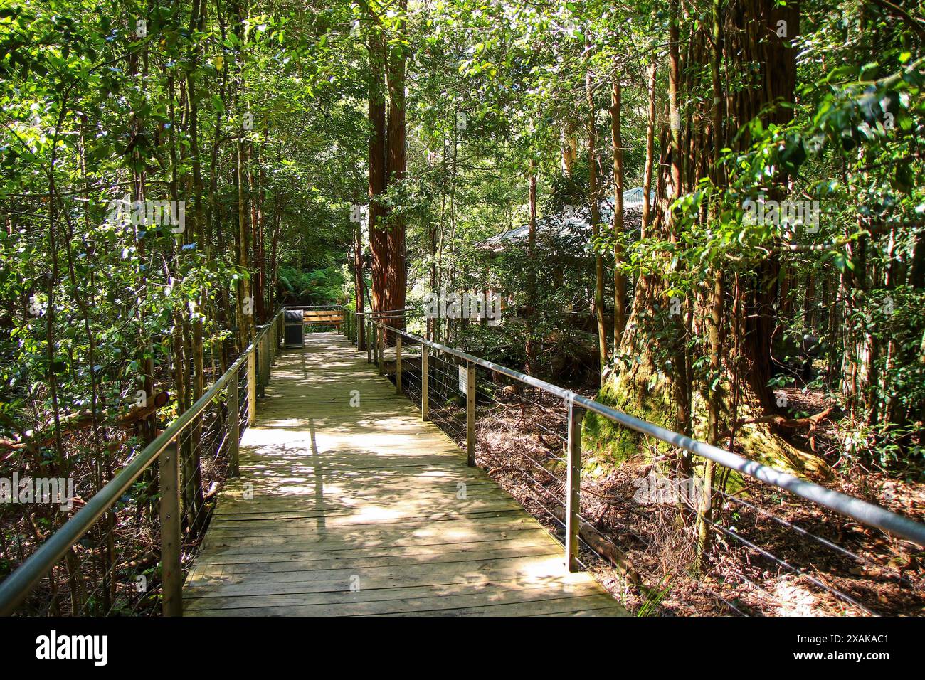Scenic Walkway, an elevated boardwalk passing through the rainforest of ...