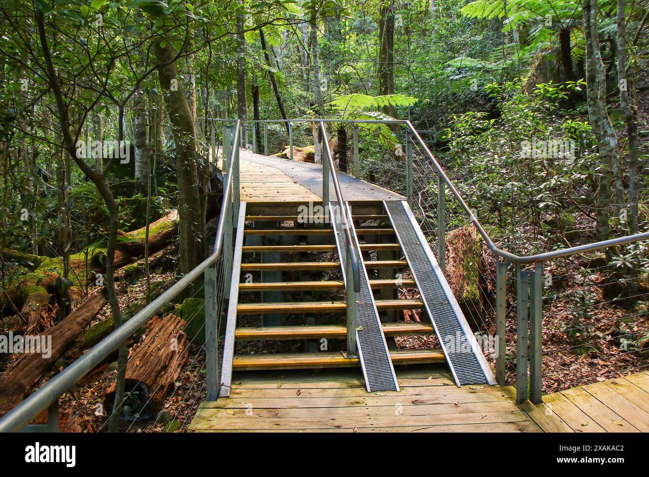 Scenic Walkway, an elevated boardwalk passing through the rainforest of ...