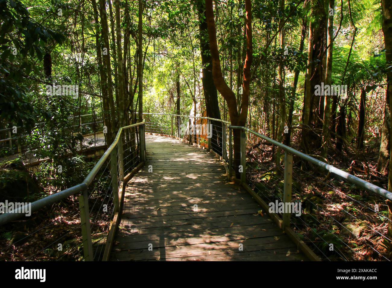 Scenic Walkway, an elevated boardwalk passing through the rainforest of ...