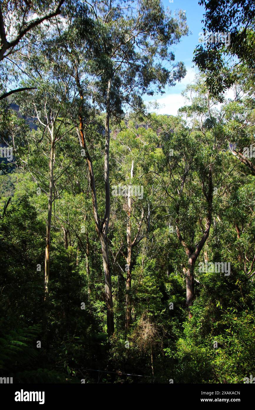 Eucalyptus tree in the rainforest of the Jamison Valley in Scenic World ...
