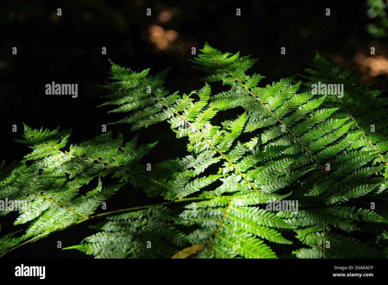 Fern leaves in the rainforest of the Jamison Valley in Scenic World, a ...