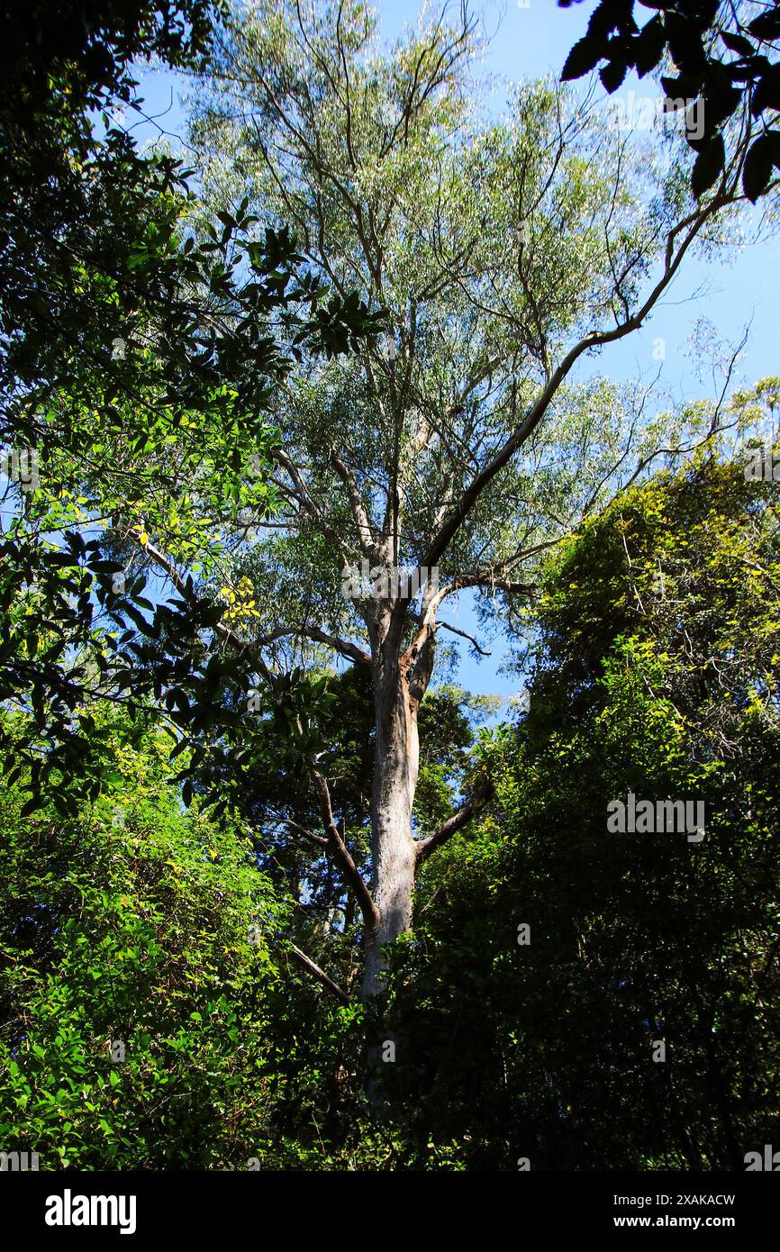Eucalyptus tree in the rainforest of the Jamison Valley in Scenic World ...